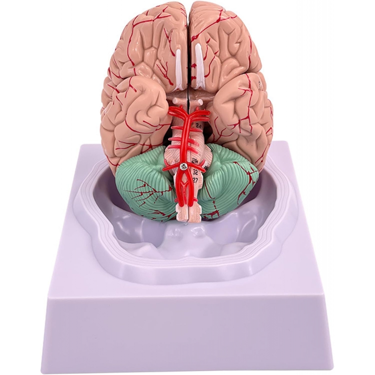 Premium Human Brain Model (Removable into 8-Parts) - Myaskro